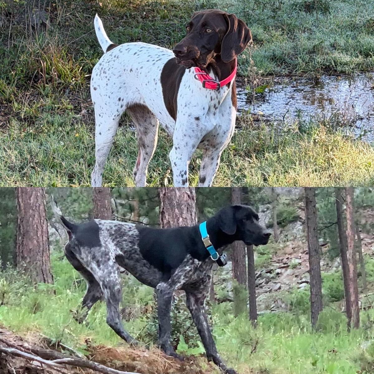 Exceptional German Shorthaired Pointer Puppies at Tipsy Rabbit TopDog ...
