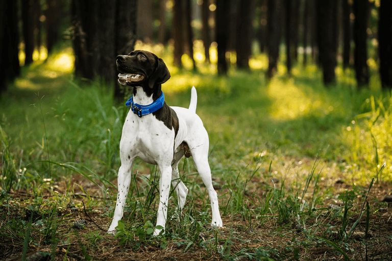 Guardian Family Program | Partner with The Tipsy Rabbit GSP TopDog